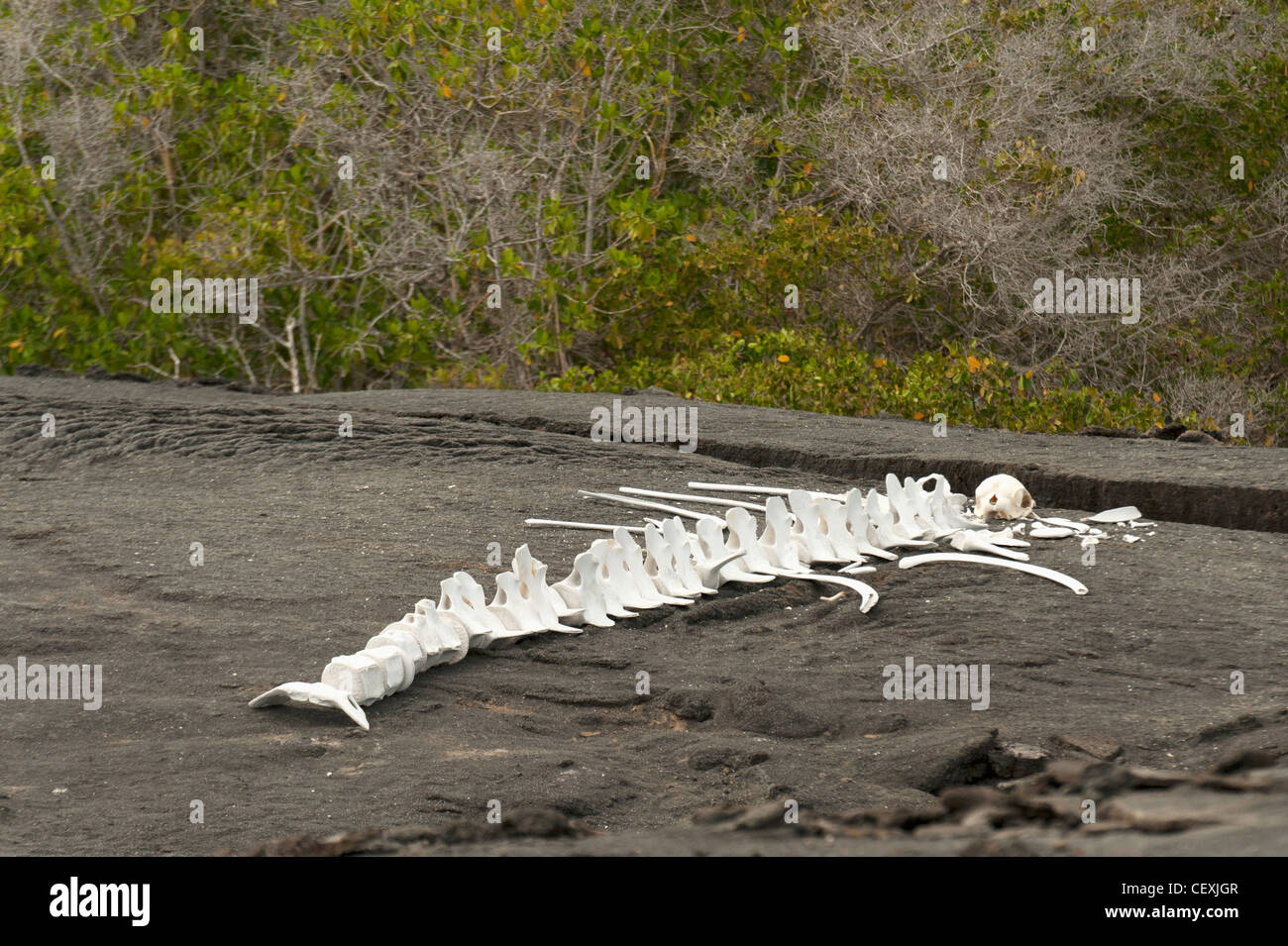 Marine skeleton hi-res stock photography and images - Alamy