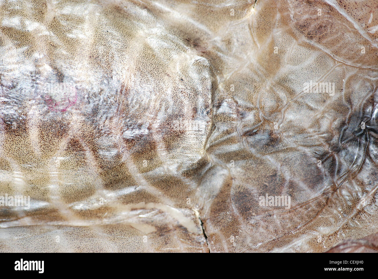Cuttle fish skin texture Stock Photo - Alamy