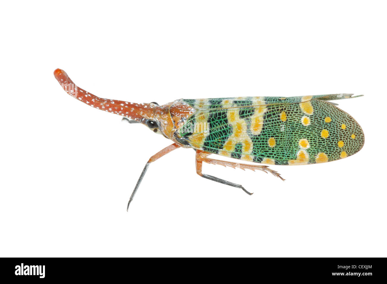 Flying insect night hi-res stock photography and images - Alamy