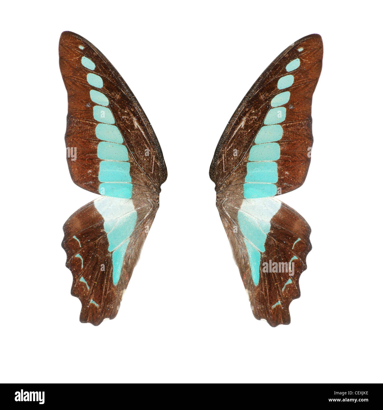 Dark blue butterfly Cut Out Stock Images & Pictures - Alamy