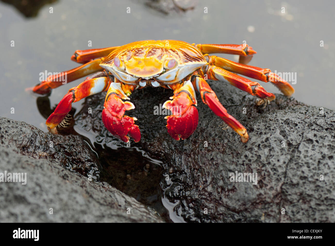 sally lightfoot crab (grapsus grapsus); galapagos, equador Stock Photo ...