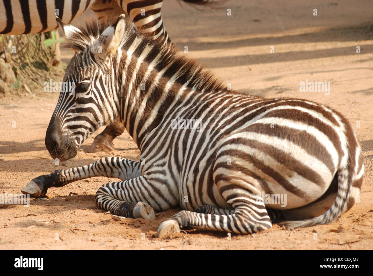 zebra on ground in zoo Stock Photo - Alamy