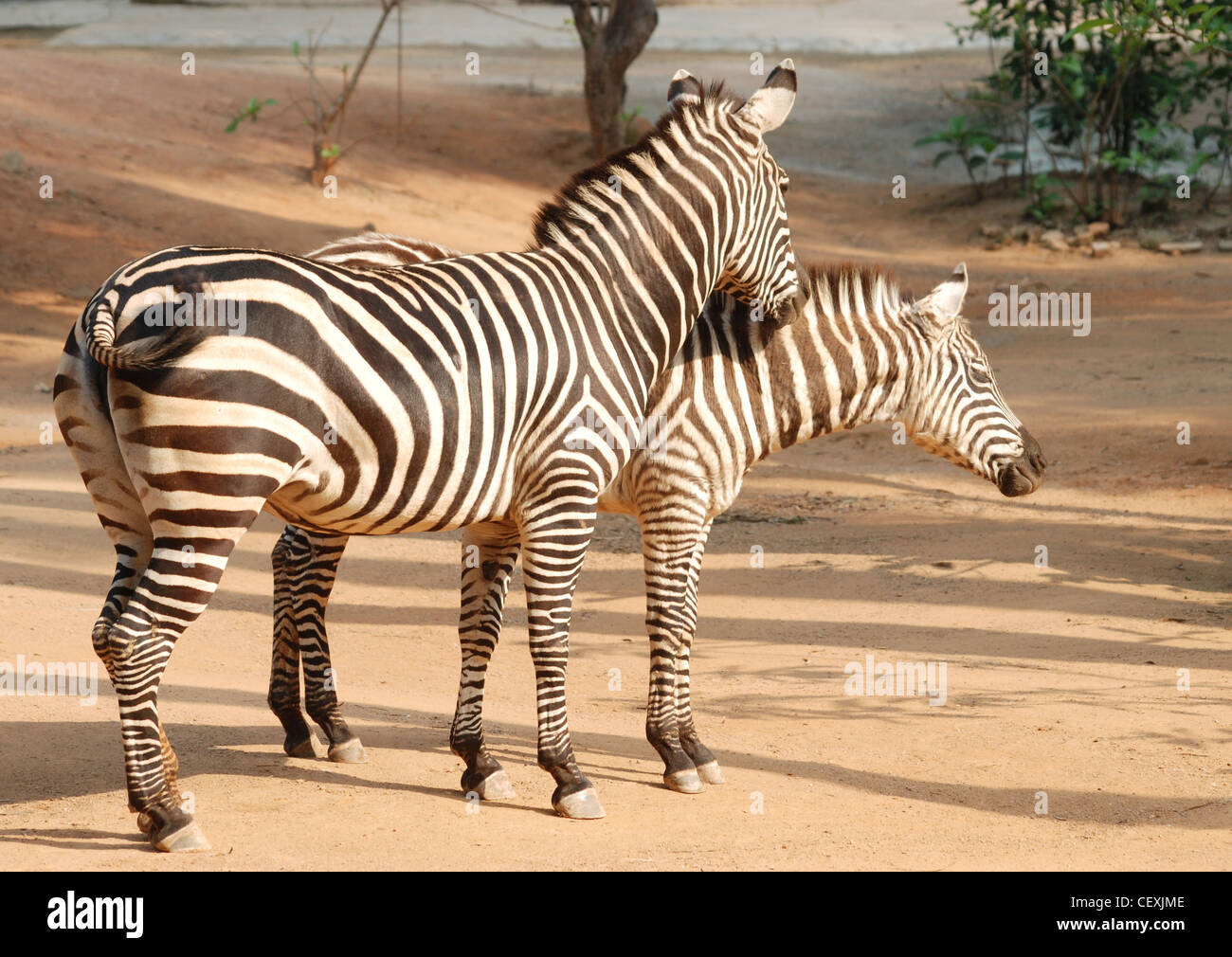 Zoo couple hi-res stock photography and images - Alamy