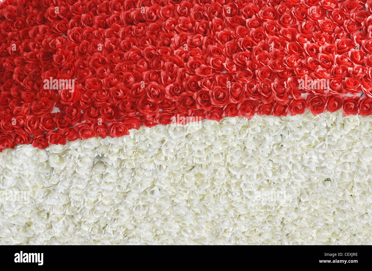 red and white rose background Stock Photo - Alamy