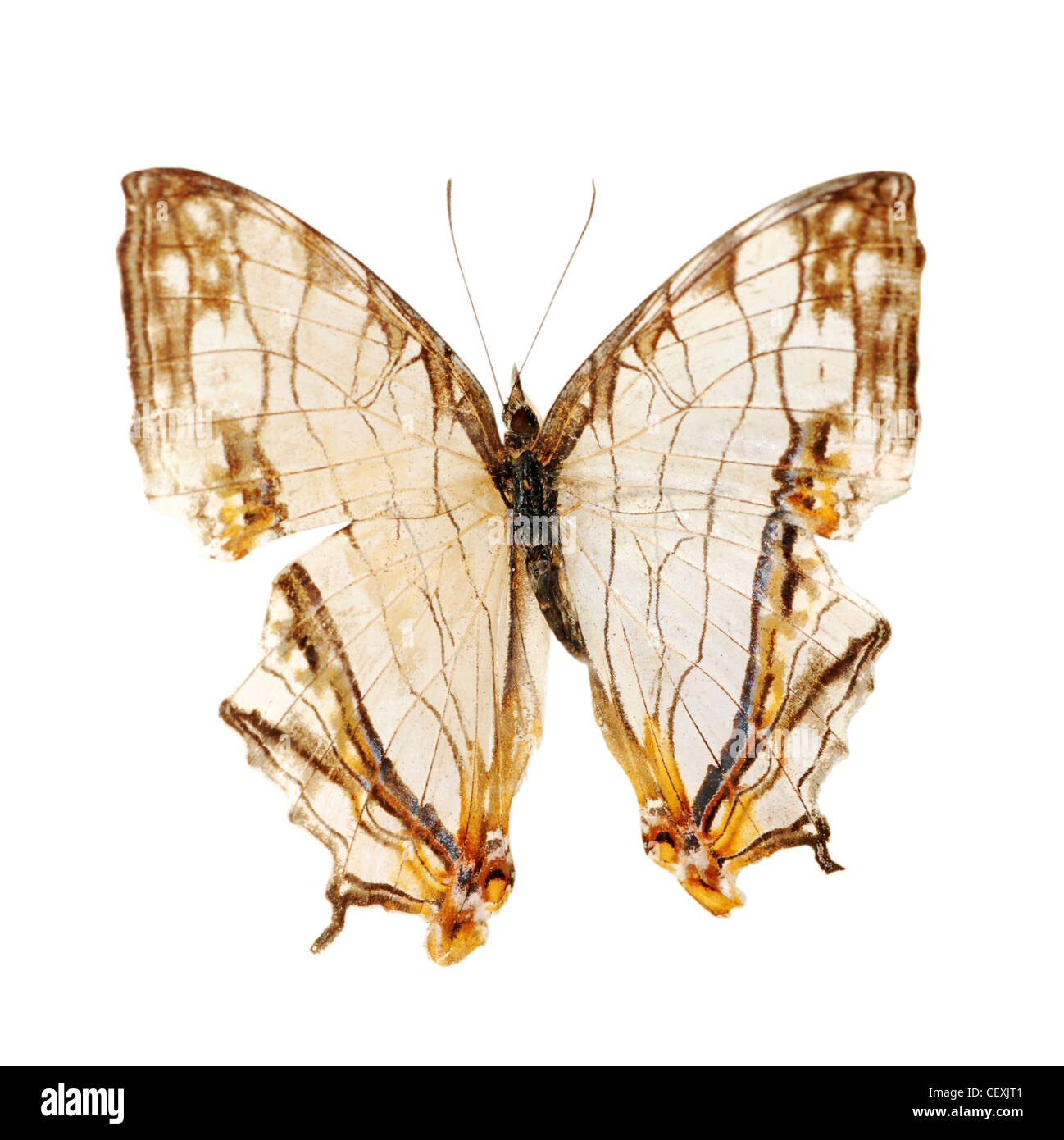 butterfly map isolated in white background Stock Photo - Alamy