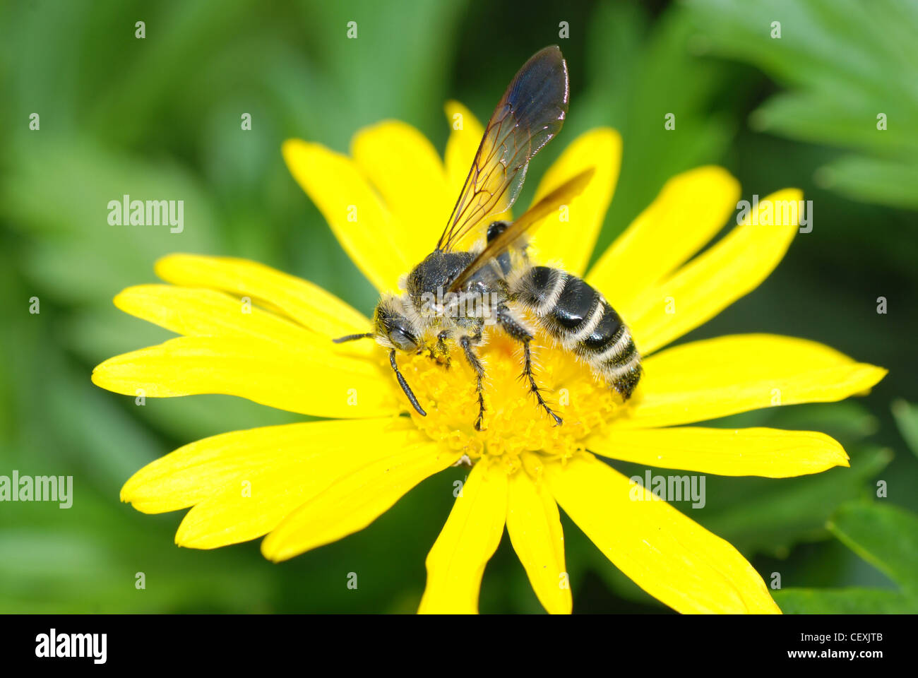 insect bee on flower Stock Photo - Alamy