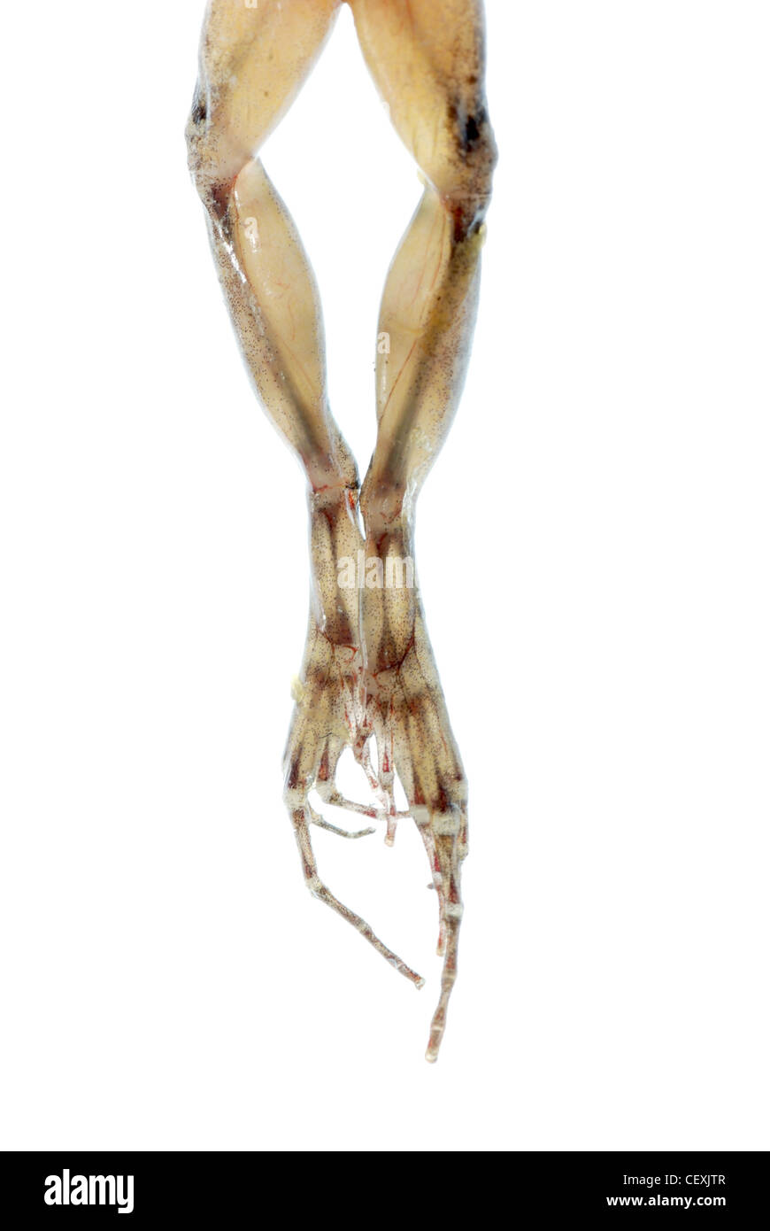 animal frog leg isolated in white Stock Photo - Alamy