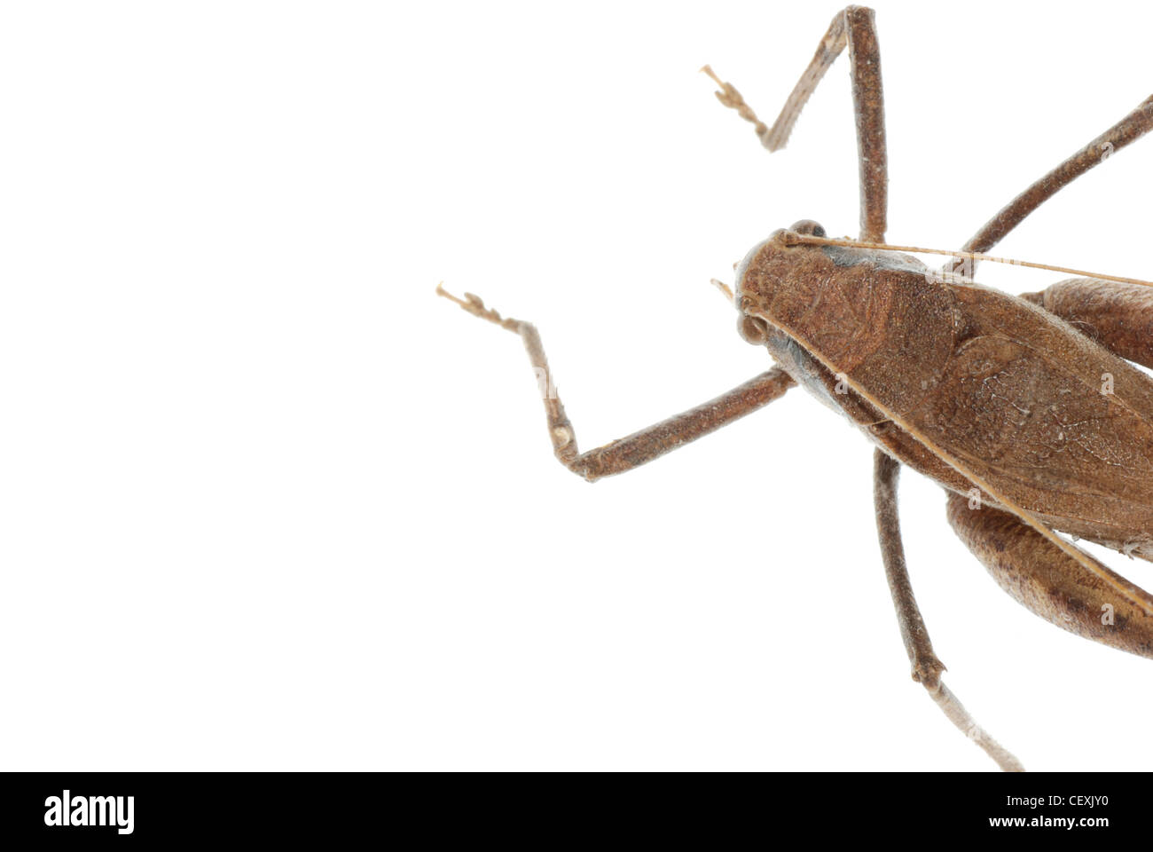 insect katydid isolated in white background Stock Photo - Alamy