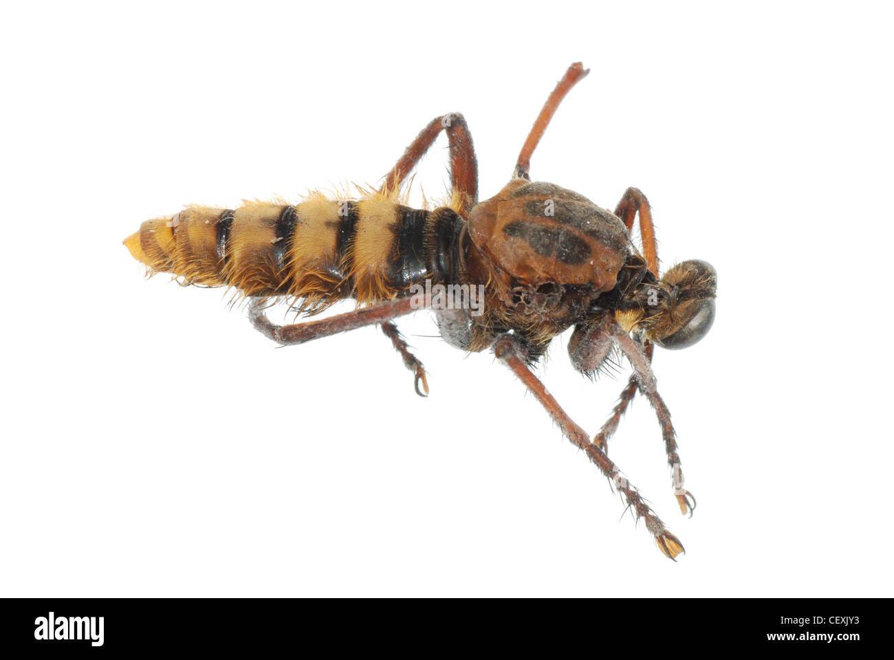 summer insect horse fly isolated in white background Stock Photo - Alamy