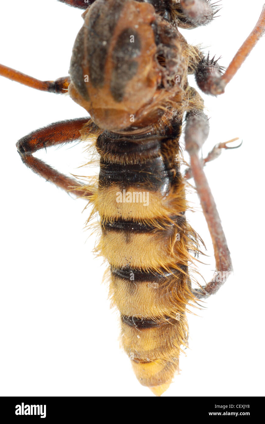 summer insect horse fly detail macro isolated in white background Stock ...