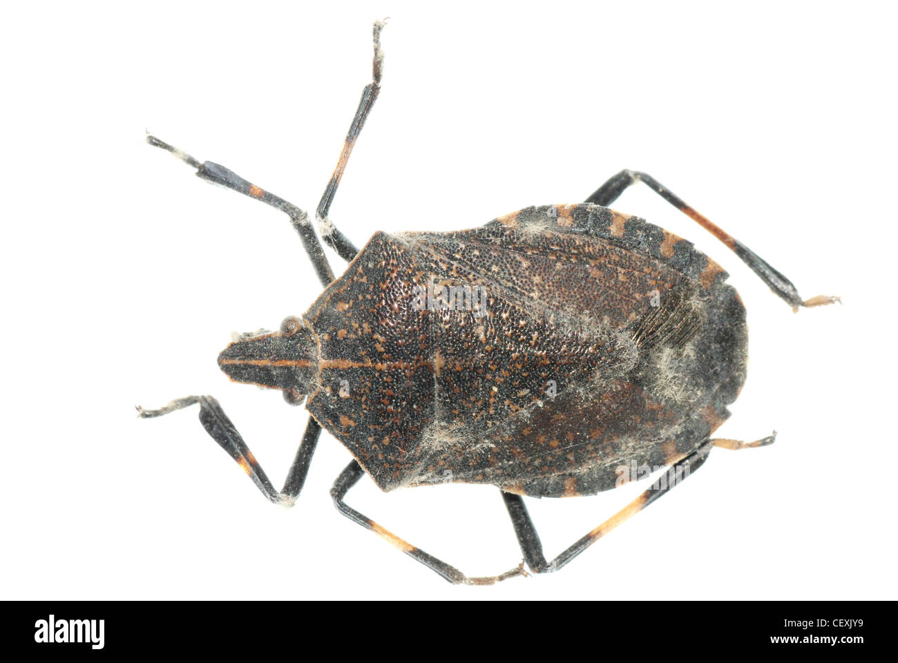 insect sting bug isolated in white background Stock Photo - Alamy