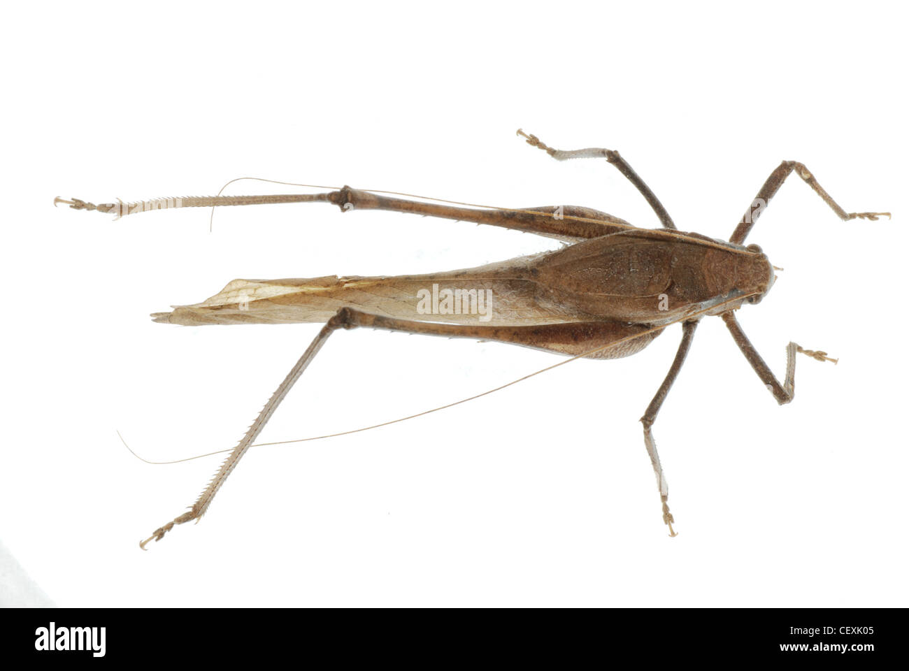 insect katydid isolated in white background, in China Stock Photo - Alamy