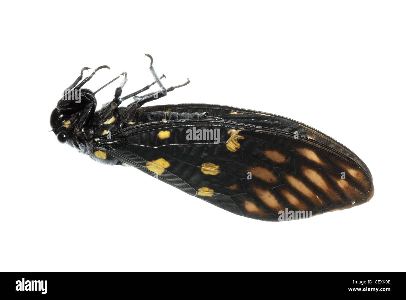 insect cicada bug isolated on white Stock Photo - Alamy