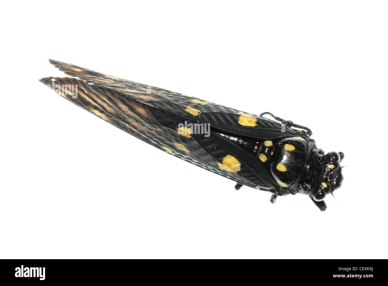 insect cicada bug isolated on white Stock Photo - Alamy