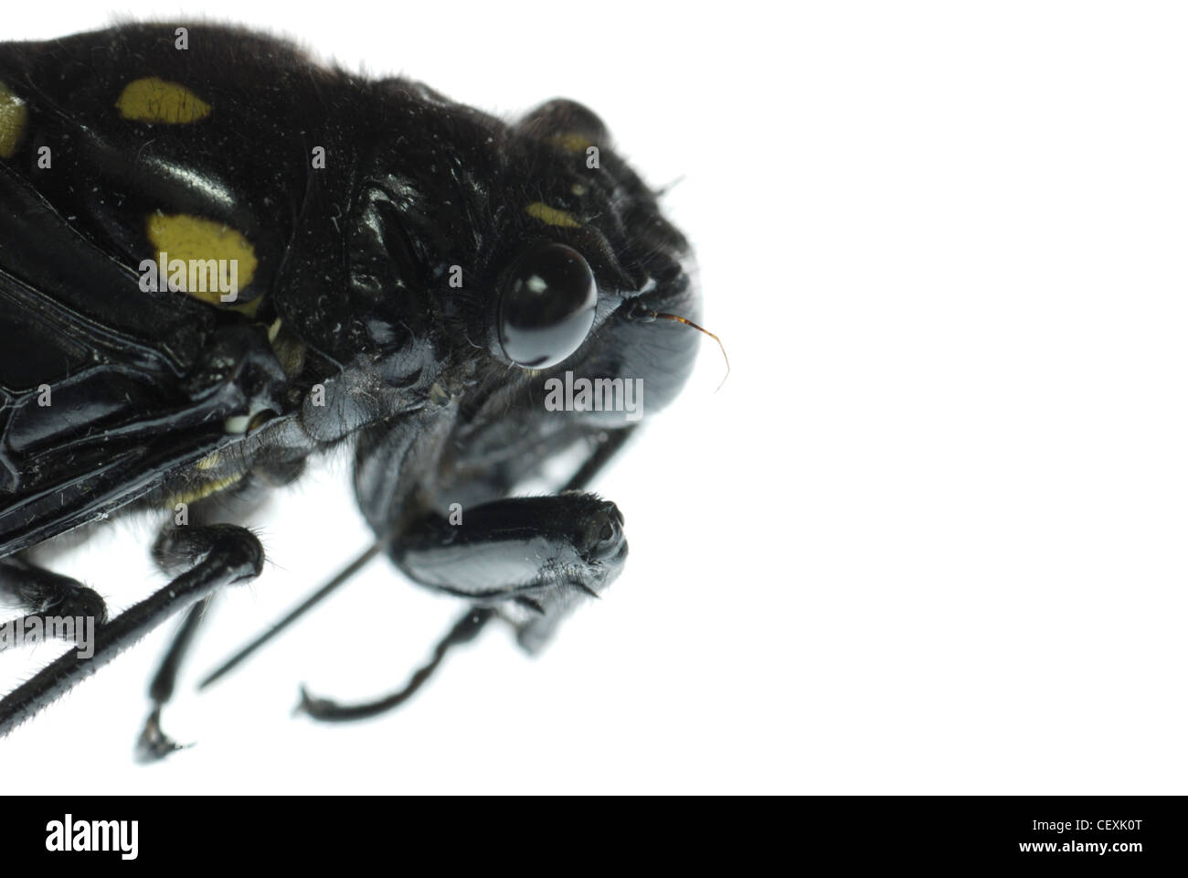 insect cicada bug isolated on white Stock Photo - Alamy