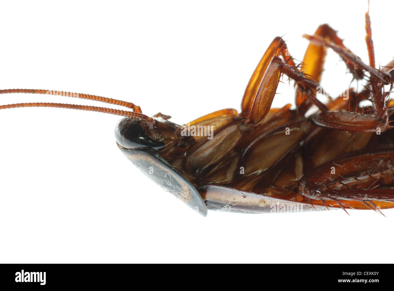 insect dead cockroach bug isolated on white Stock Photo - Alamy