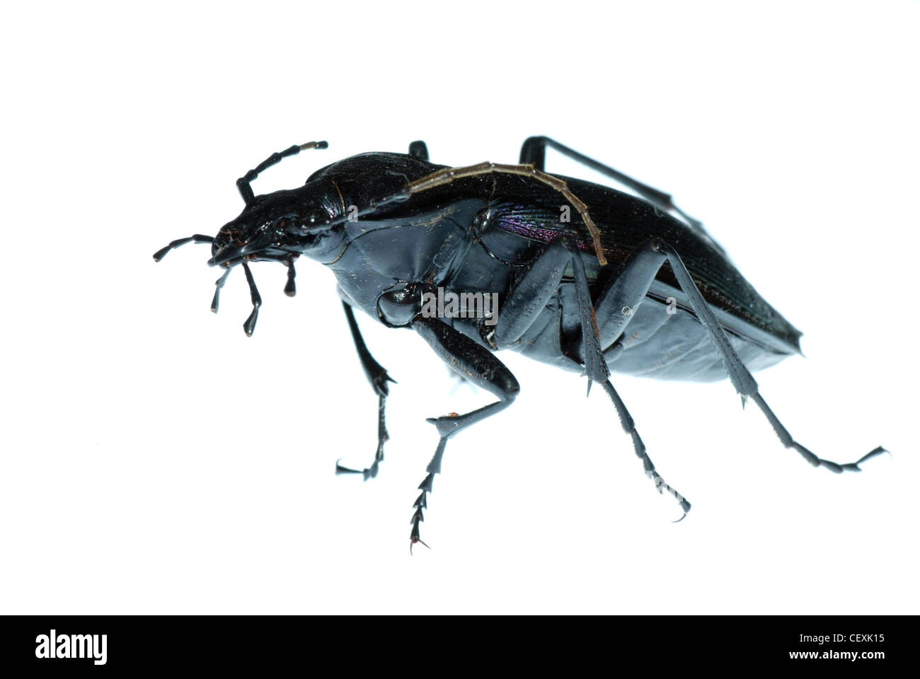 insect ground beetle (Carabus prodigus)isolated in white background ...