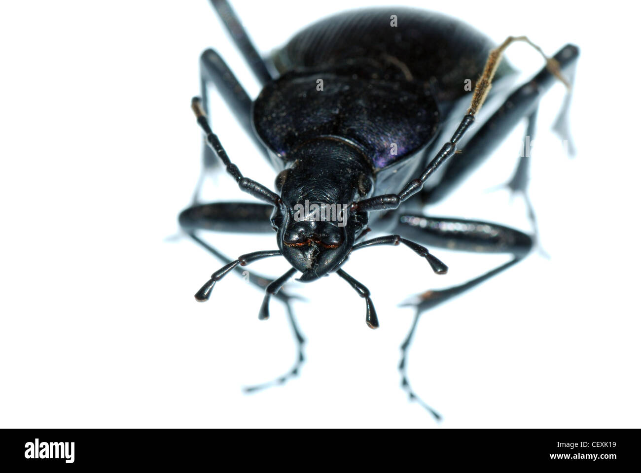 insect ground beetle (Carabus prodigus)isolated in white background ...