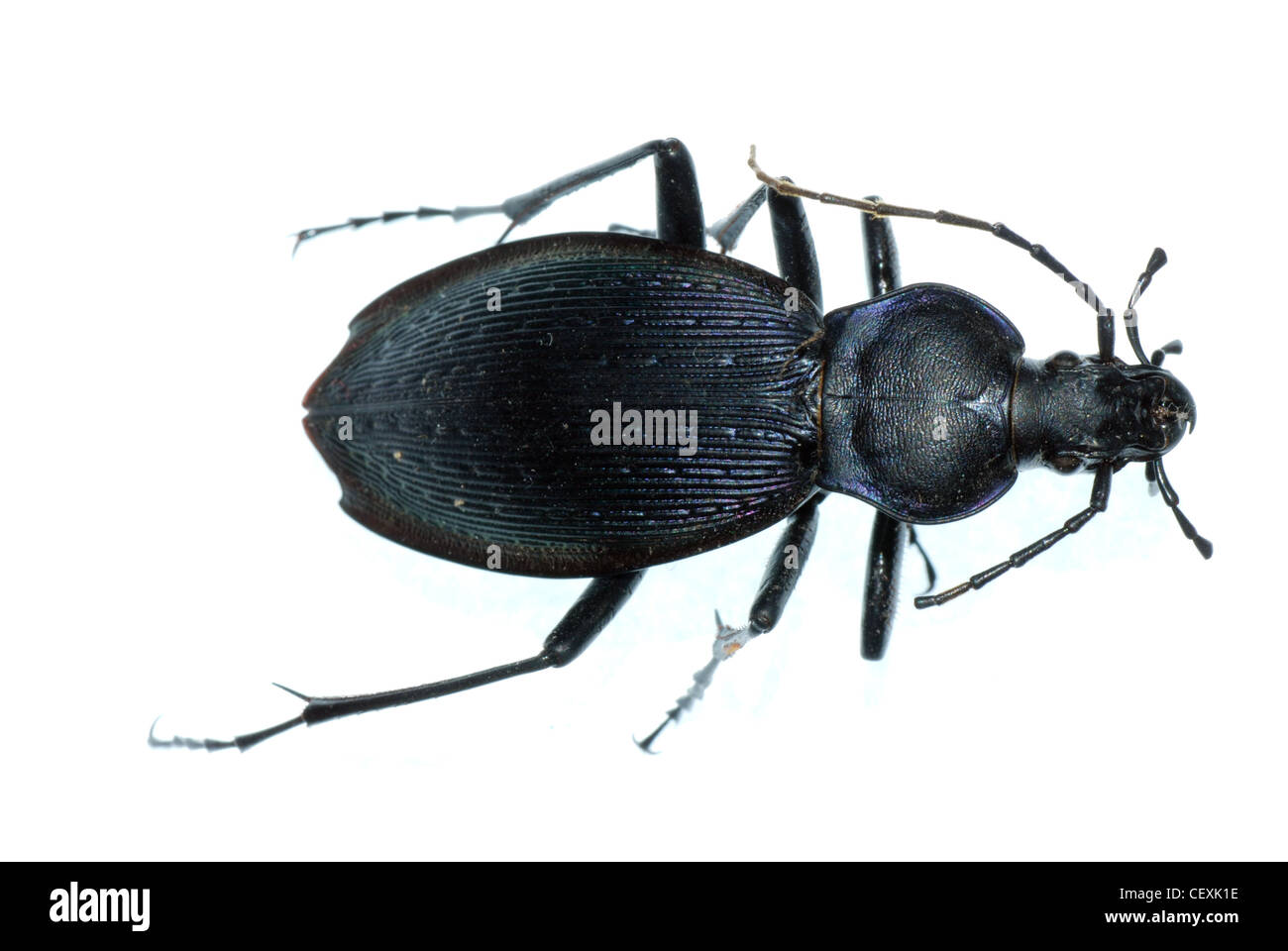 insect ground beetle (Carabus prodigus)isolated in white background ...