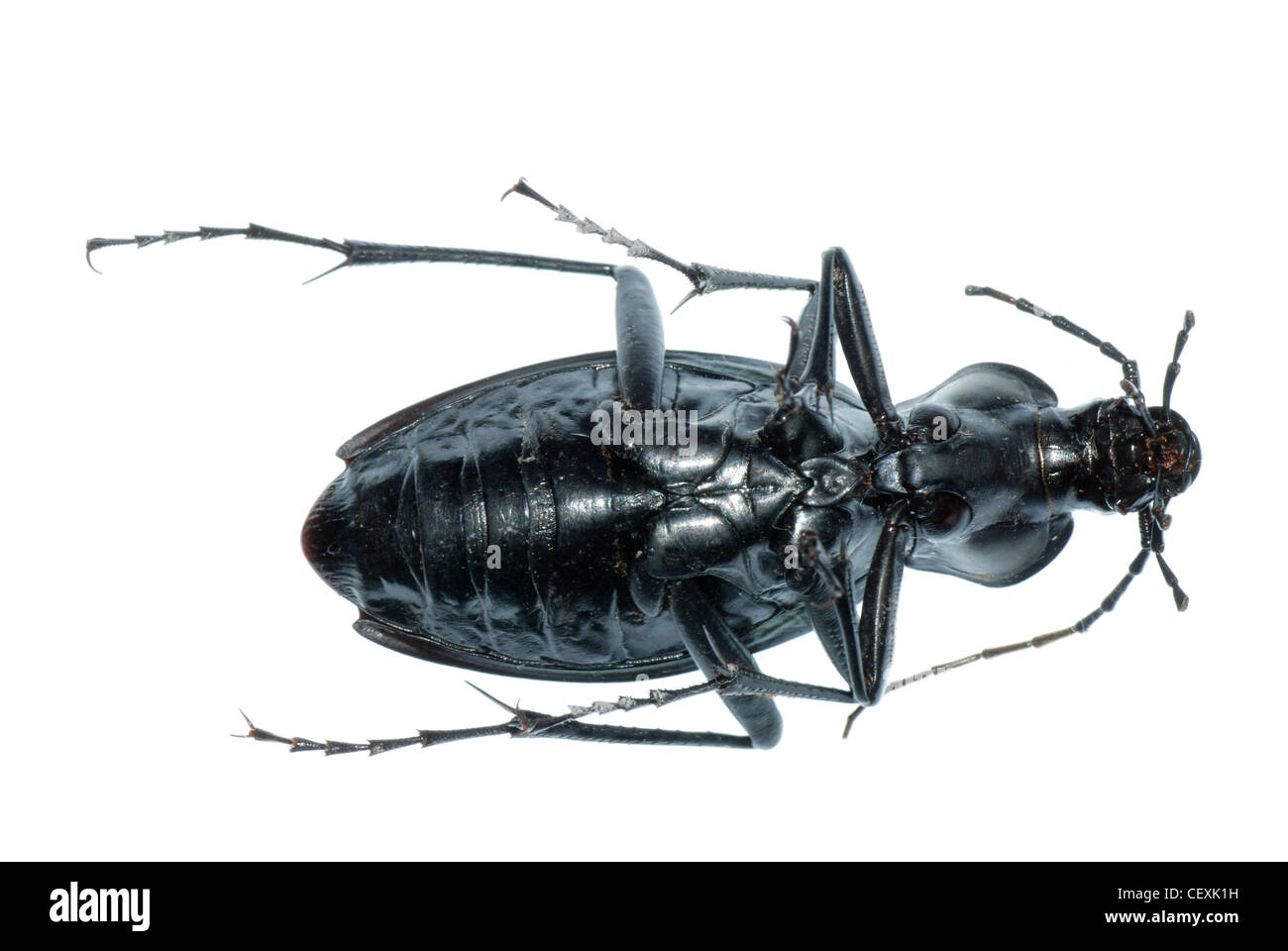 insect ground beetle (Carabus prodigus)isolated in white background ...