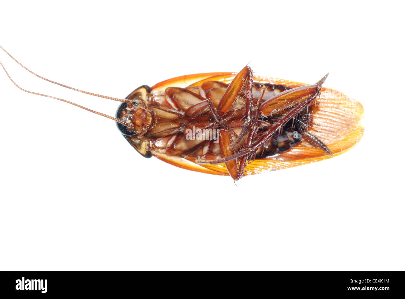insect dead cockroach bug isolated on white Stock Photo - Alamy