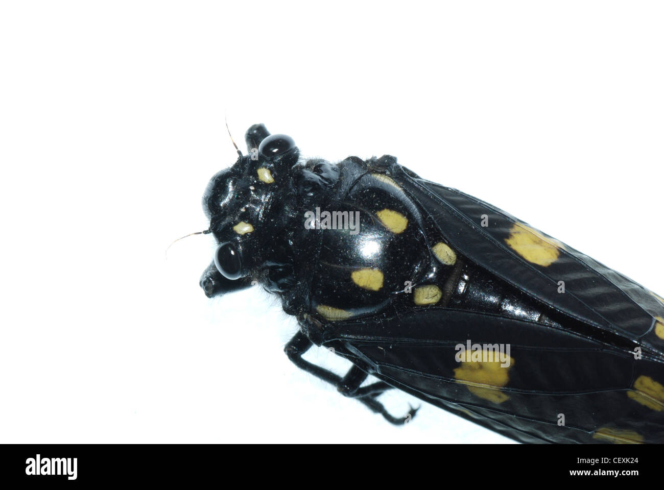 insect cicada bug fly isolated Stock Photo - Alamy