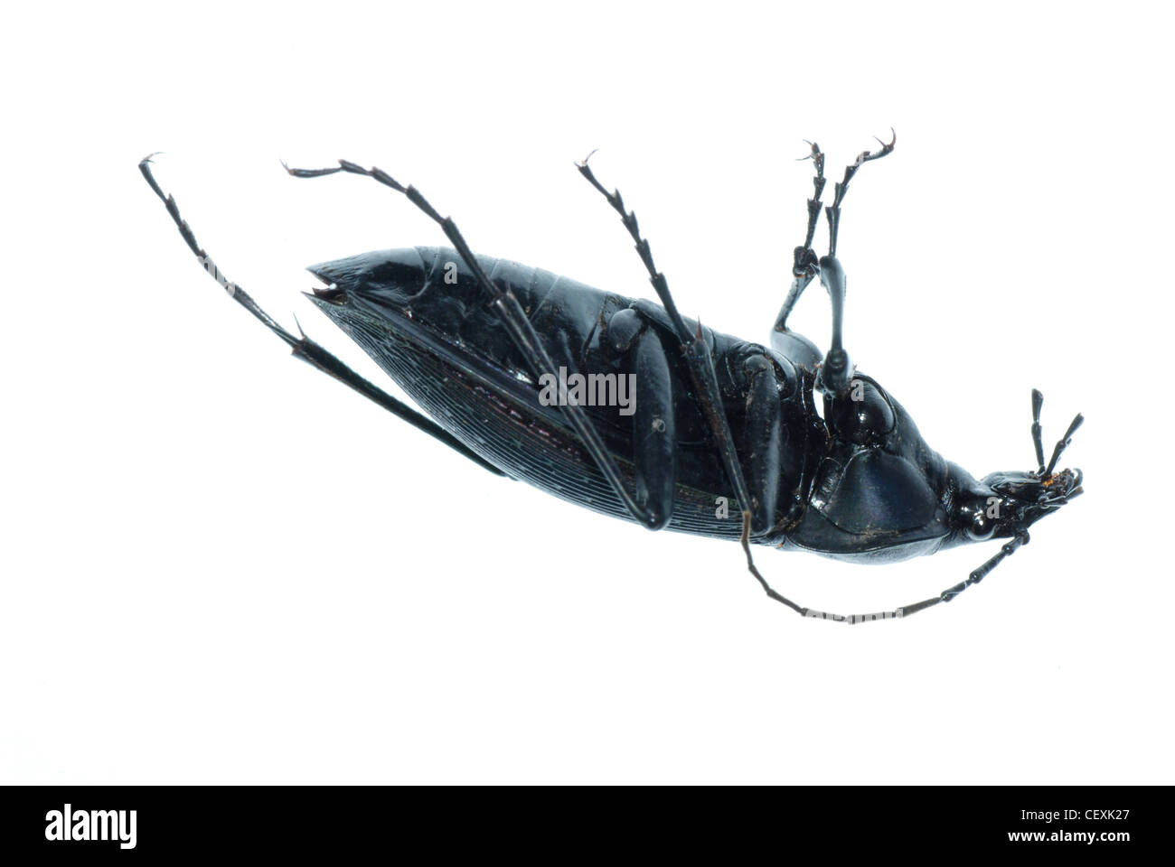 insect ground beetle (Carabus prodigus)isolated in white background ...