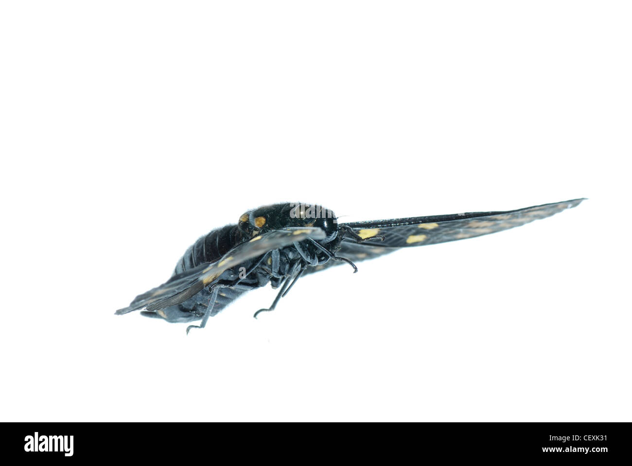 insect cicada bug fly isolated Stock Photo - Alamy