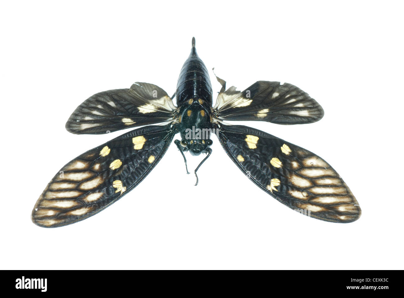 insect cicada bug fly isolated Stock Photo - Alamy