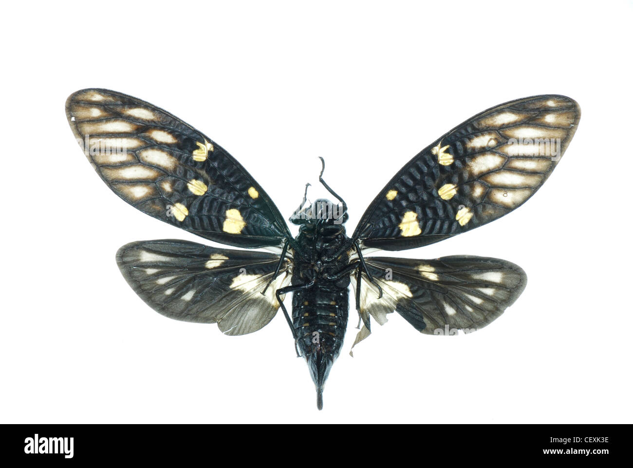 insect cicada bug fly isolated Stock Photo - Alamy