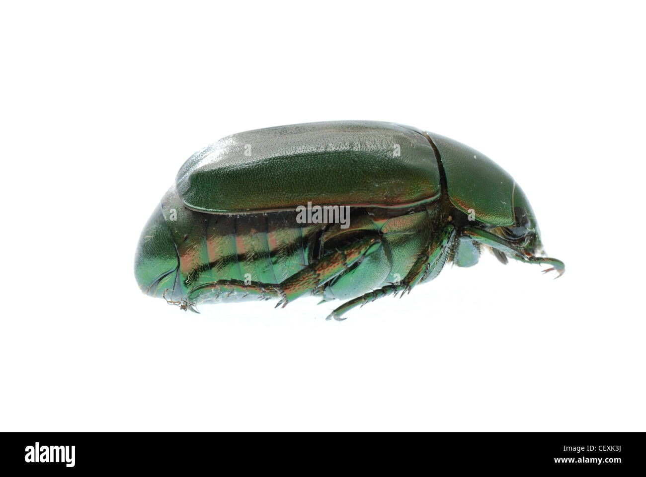 scarab beetle insect isolated Stock Photo - Alamy