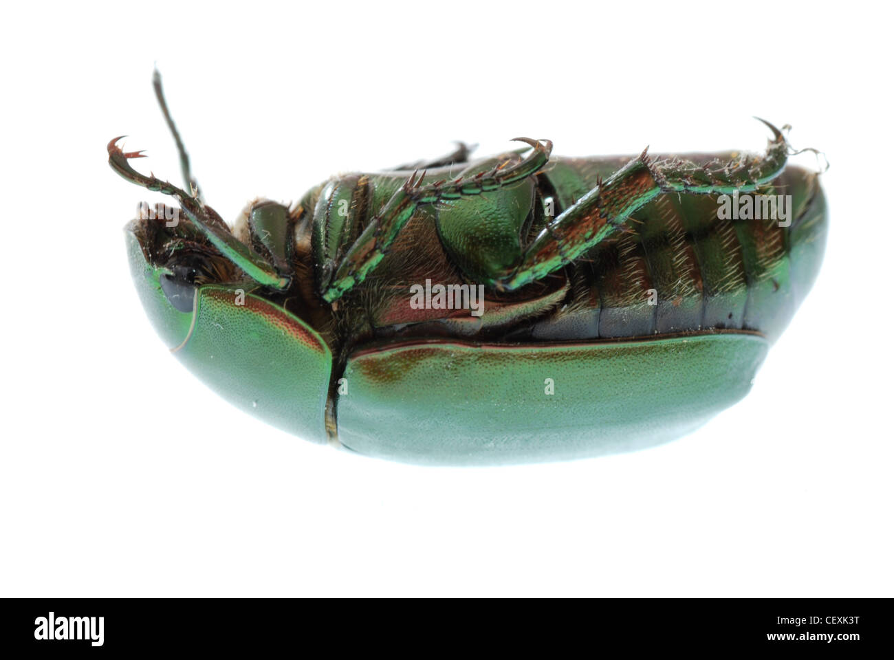 scarab beetle insect isolated Stock Photo - Alamy