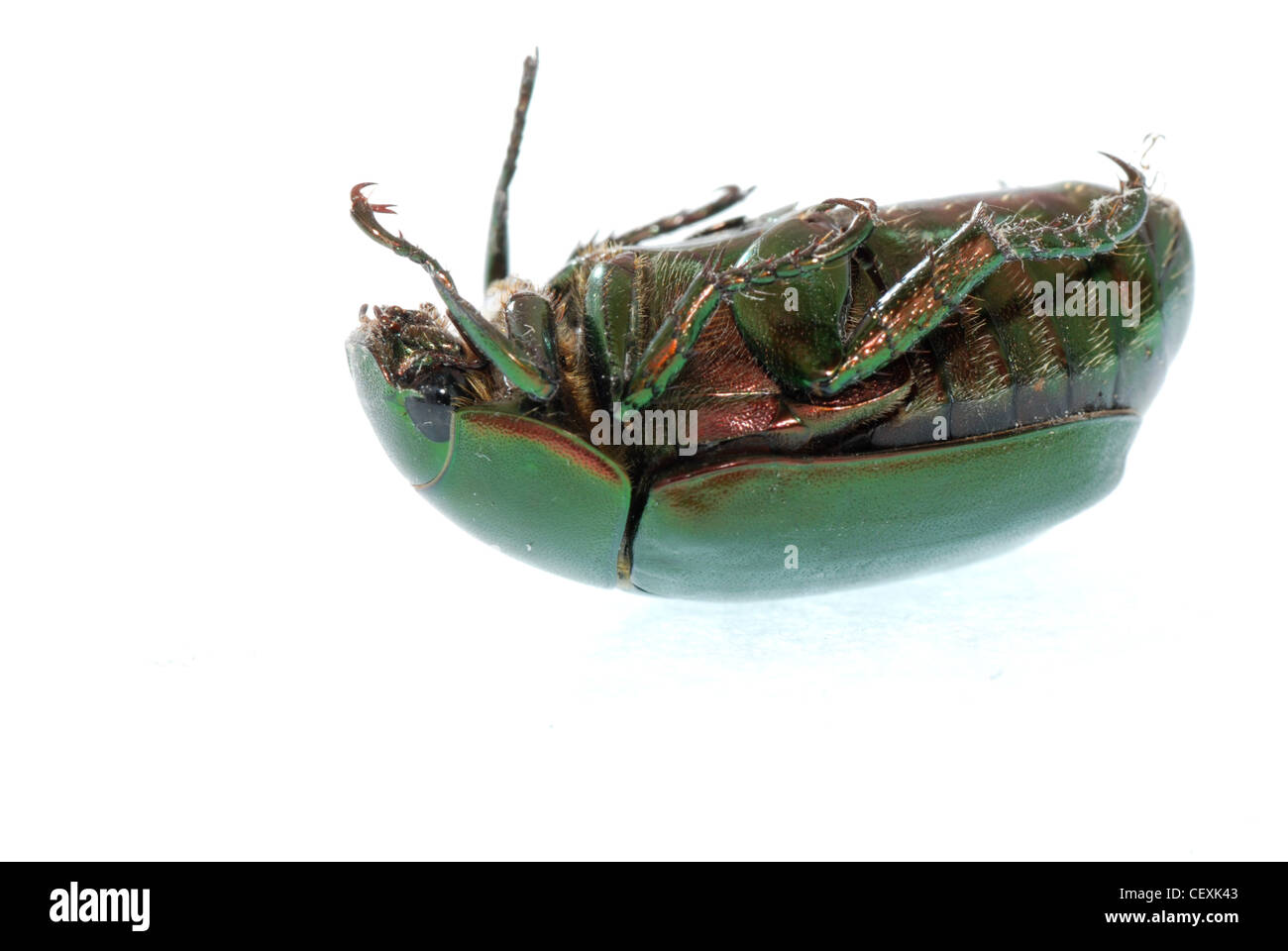 scarab beetle insect isolated Stock Photo - Alamy