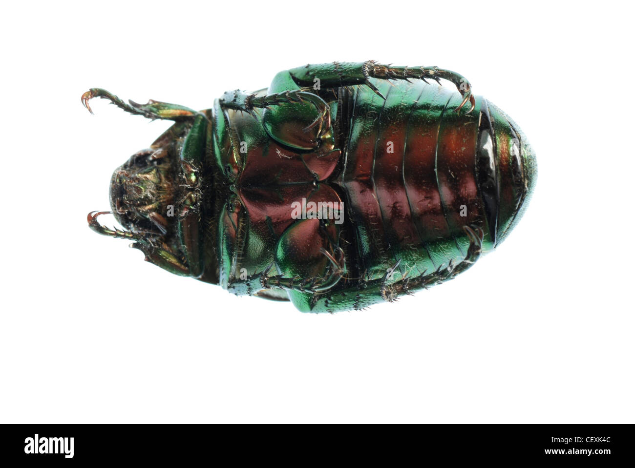 scarab beetle insect isolated Stock Photo - Alamy