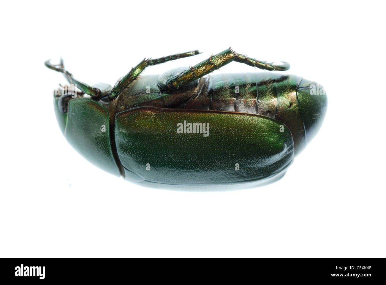 scarab beetle insect isolated Stock Photo - Alamy