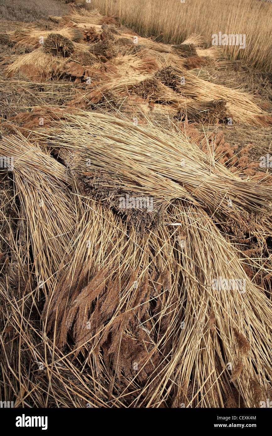 bundled up Norfolk Reeds (Phragmites australis) village of Cley-next ...