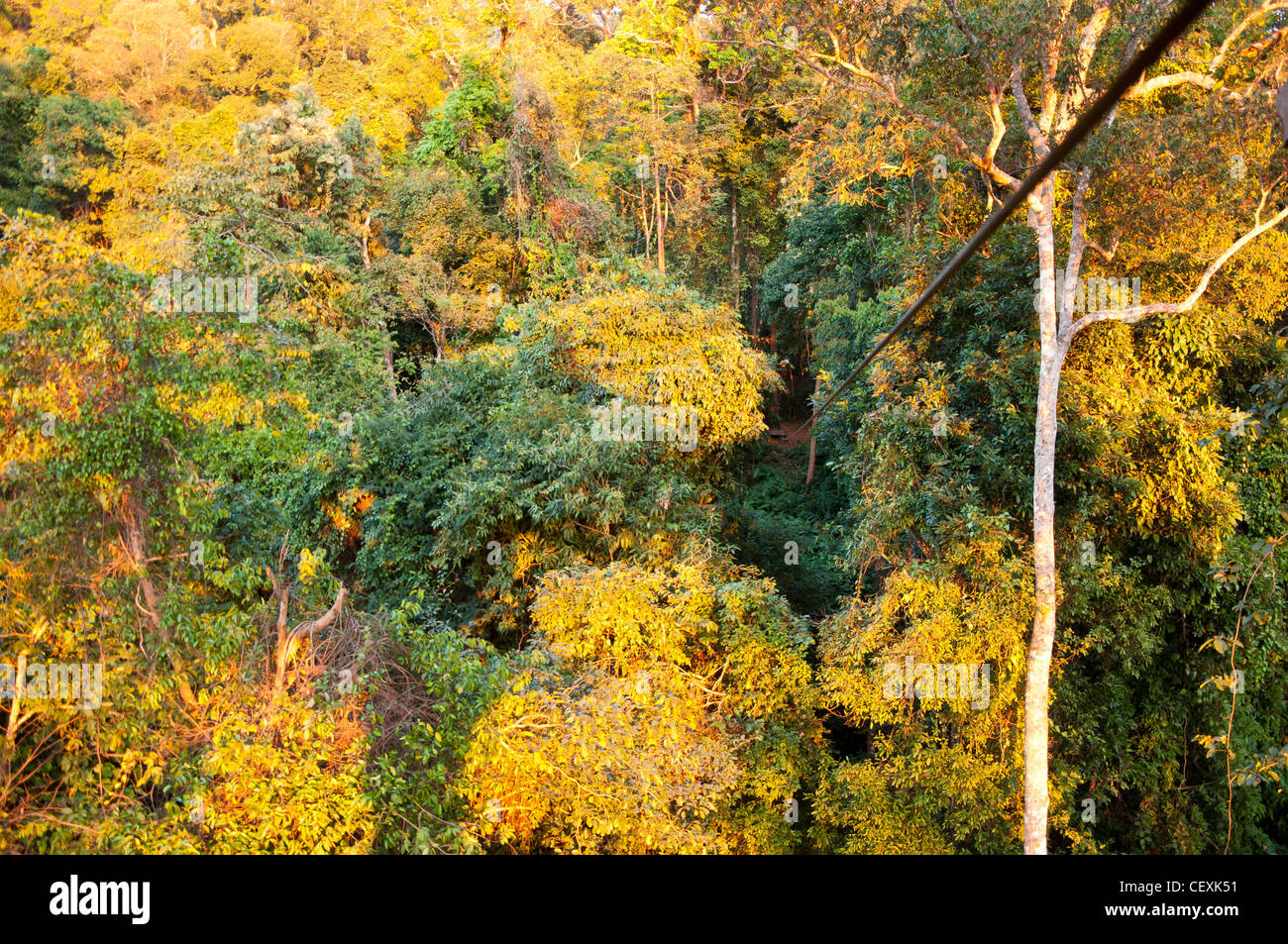 Long Wire in Jungle Stock Photo - Alamy