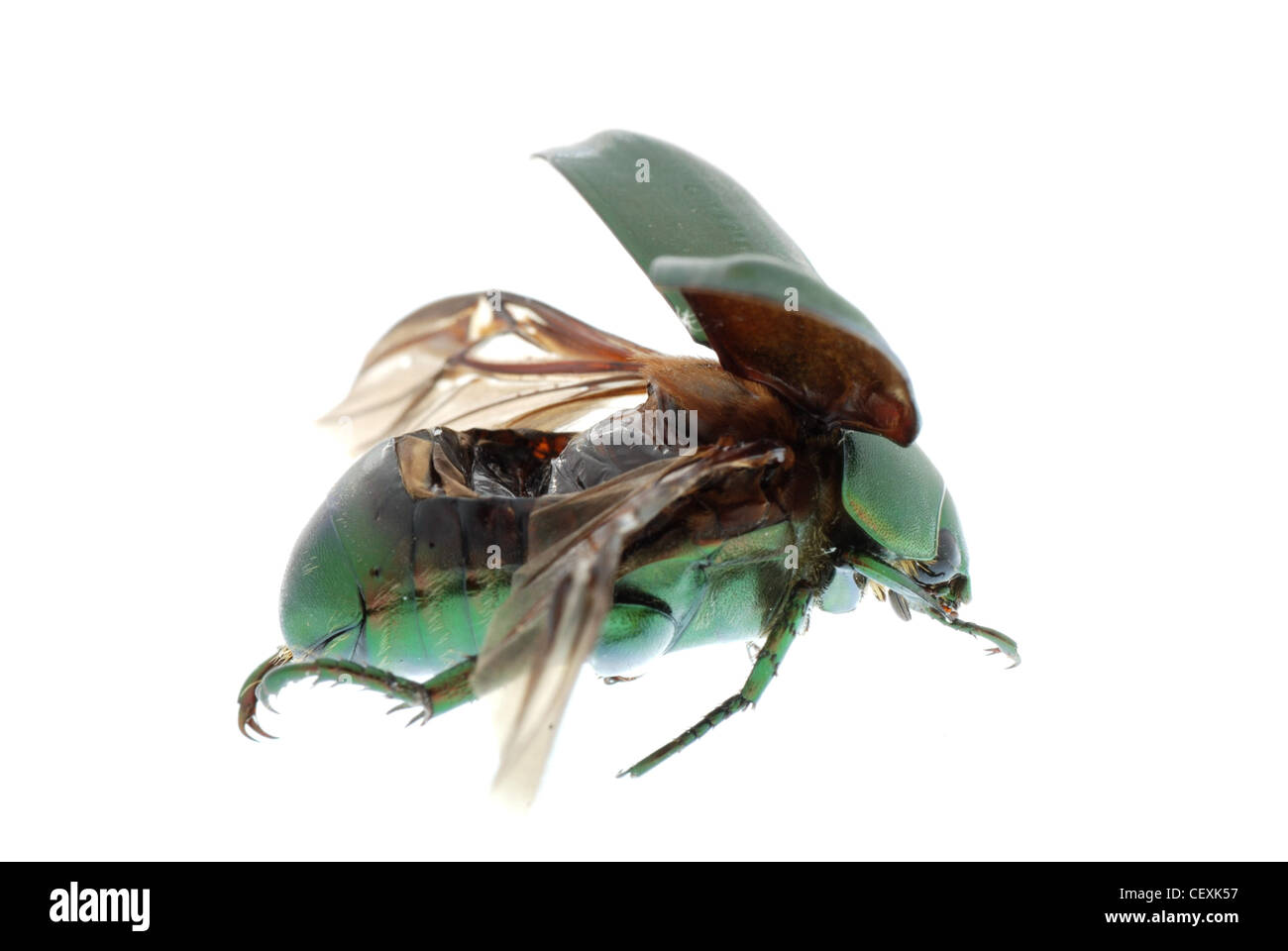 scarab beetle insect isolated Stock Photo - Alamy