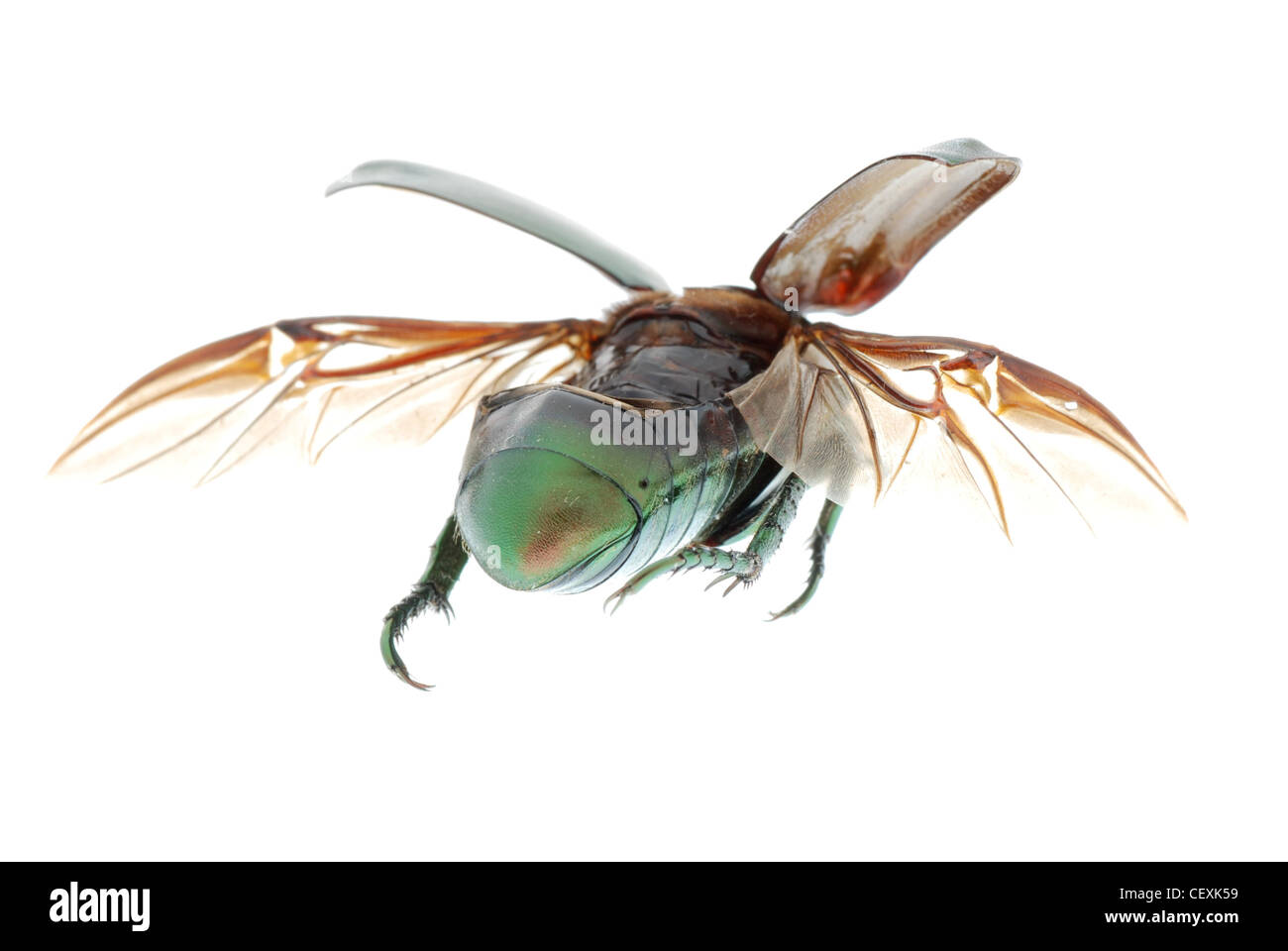 scarab beetle insect isolated Stock Photo - Alamy