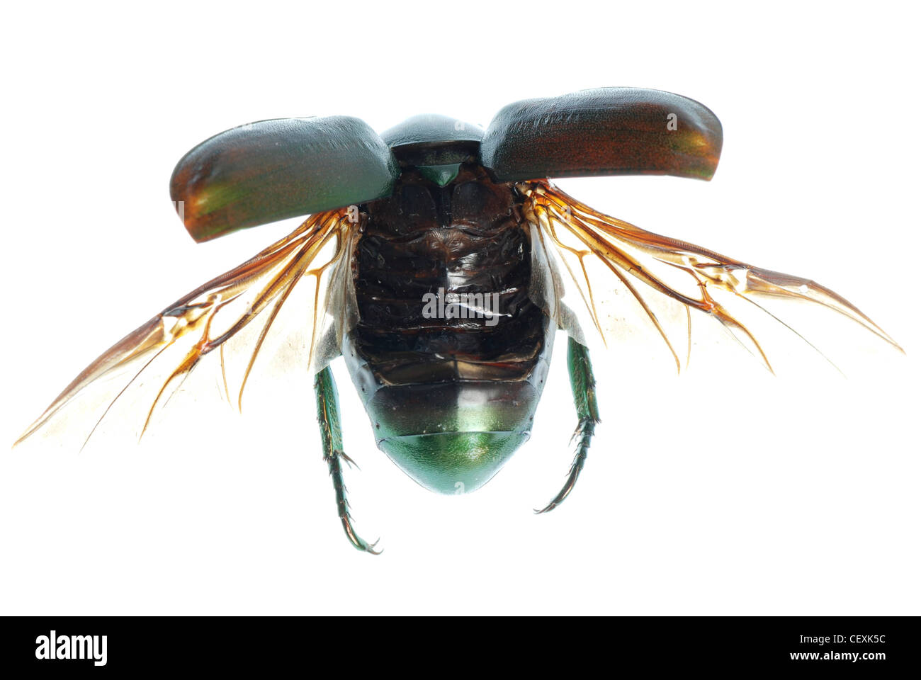 scarab beetle insect isolated Stock Photo - Alamy