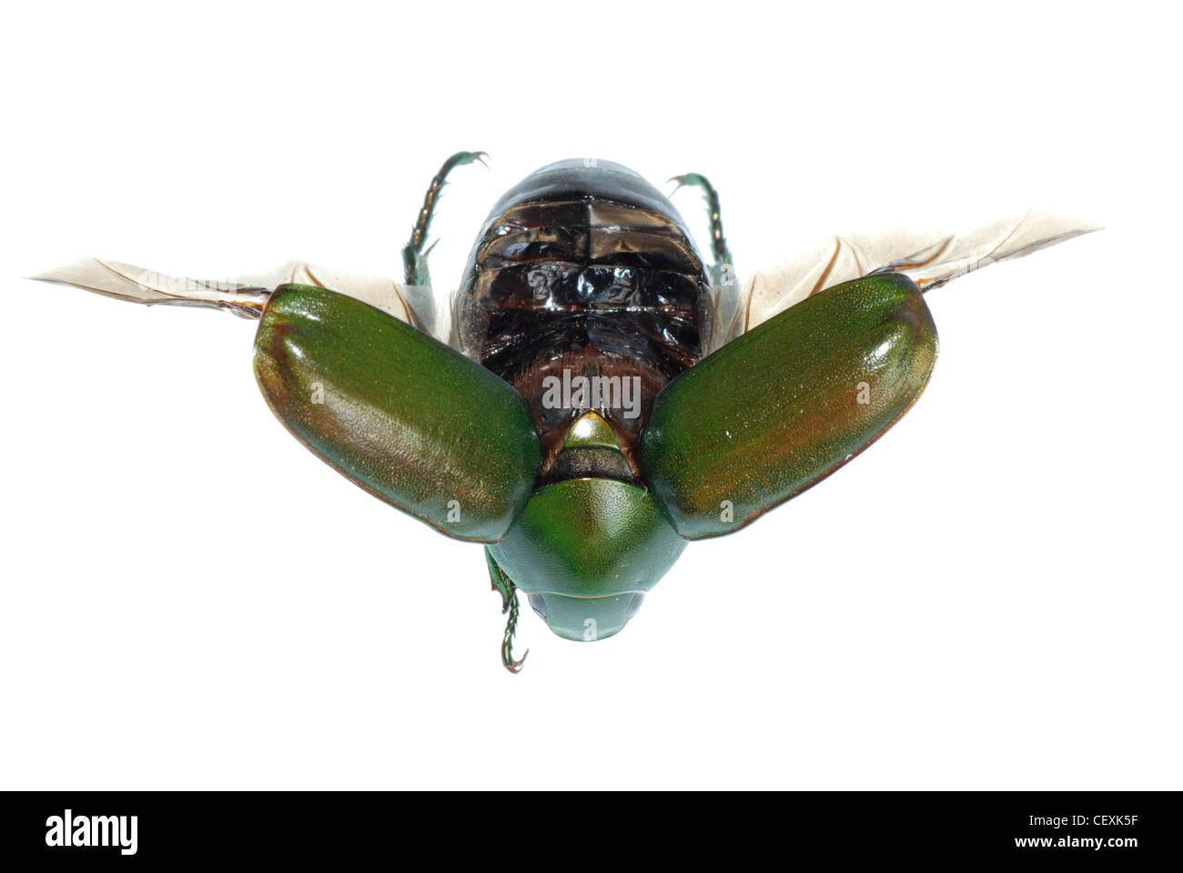 scarab beetle insect isolated Stock Photo - Alamy