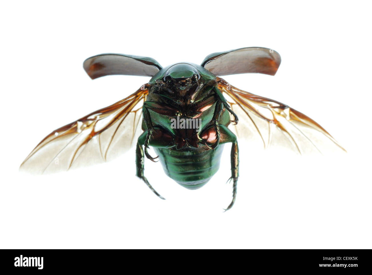 scarab beetle insect isolated Stock Photo - Alamy