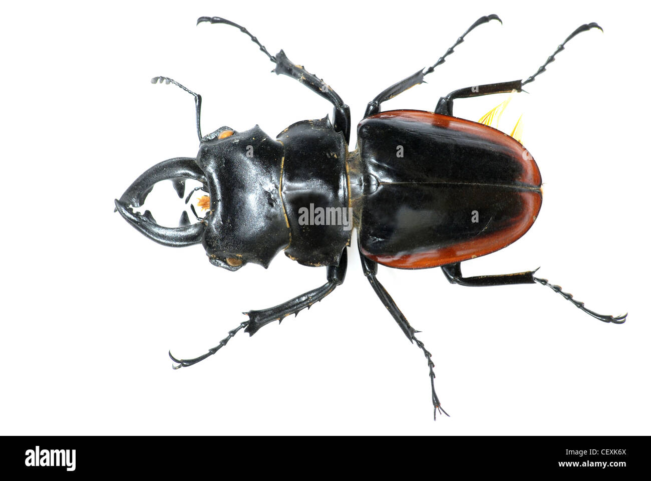 insect stag beetle bug isolated in white Stock Photo - Alamy