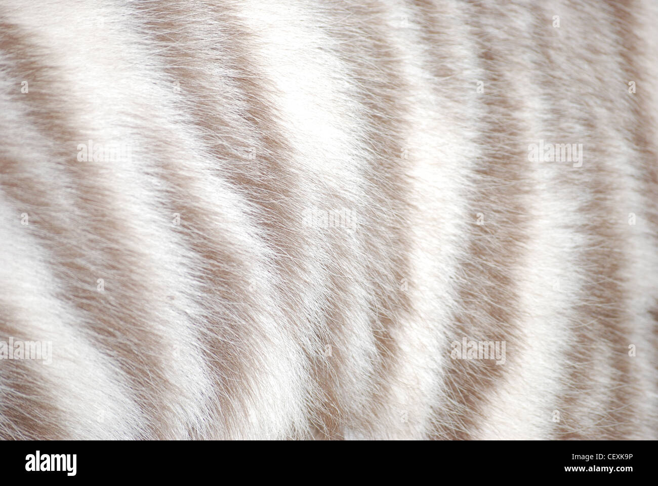 tiger fur texture Stock Photo - Alamy