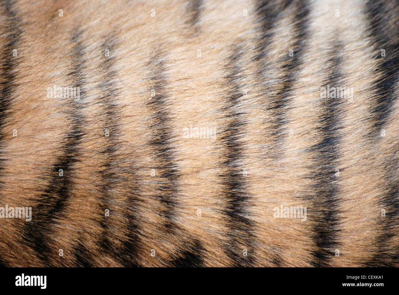 tiger fur texture Stock Photo - Alamy