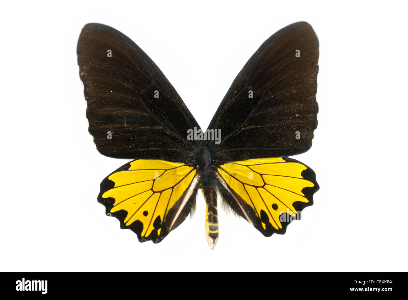 butterfly isolated in white background Stock Photo - Alamy