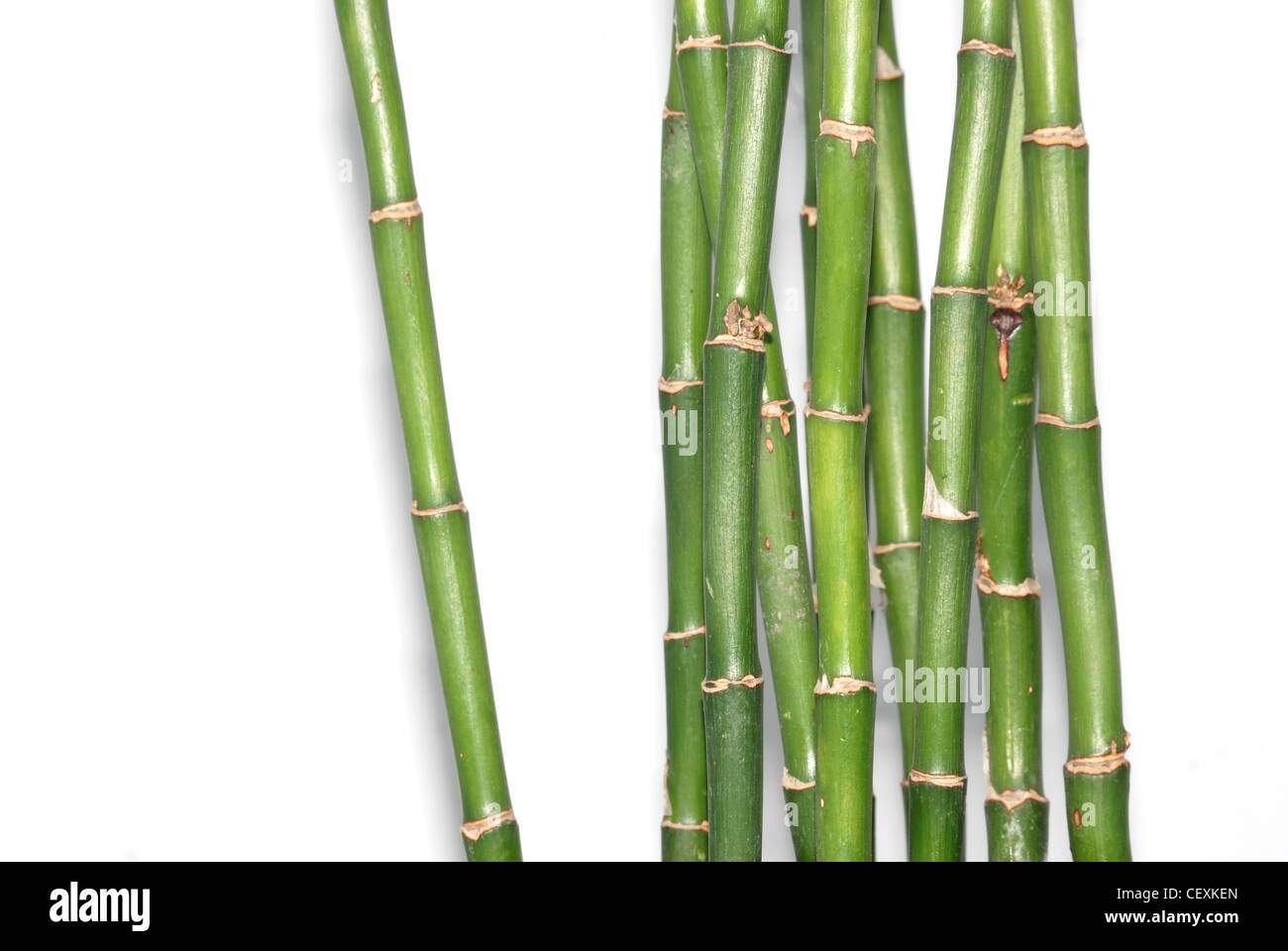 Bamboo background isolated in white Stock Photo - Alamy