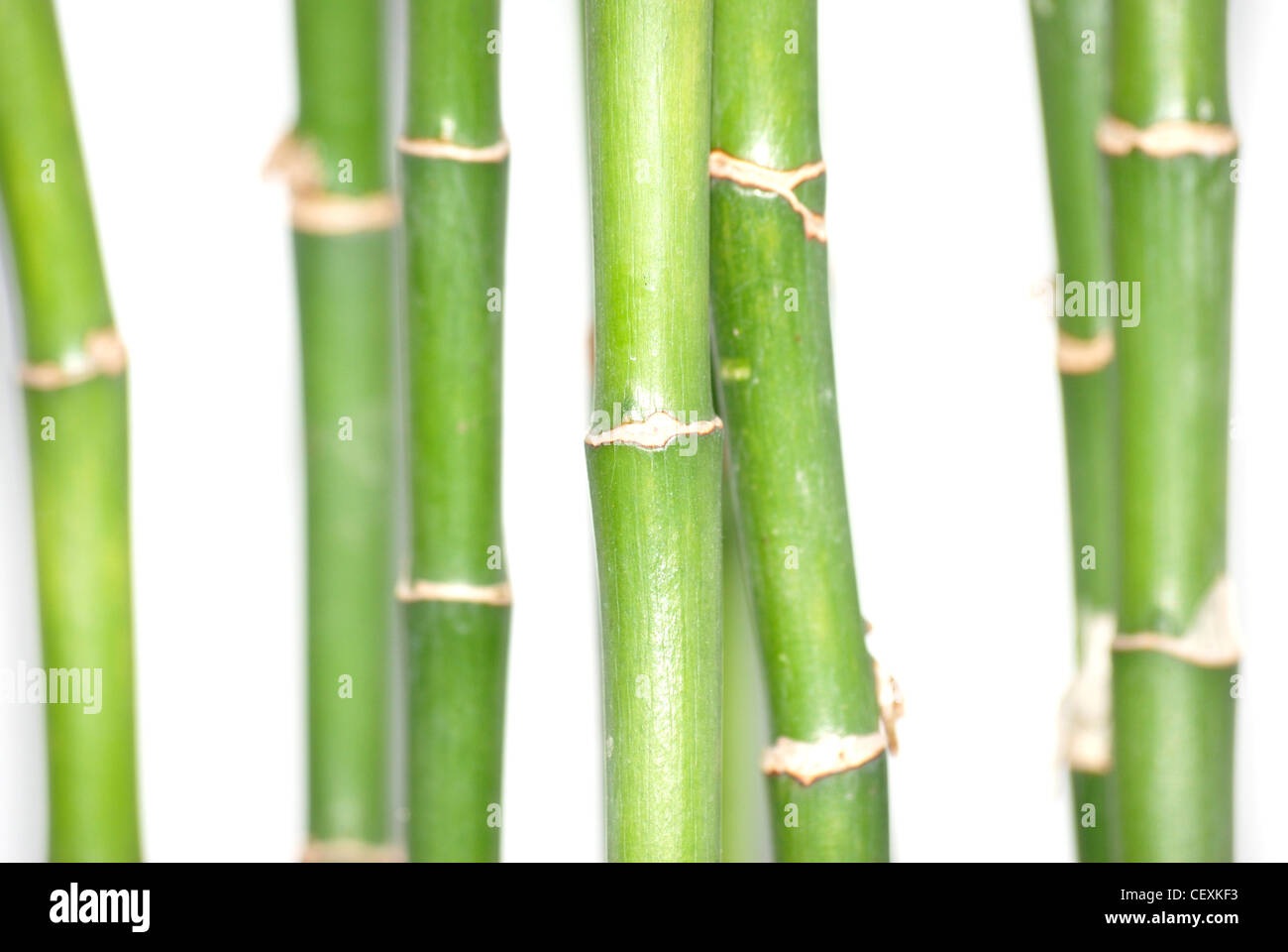 Bamboo background isolated in white Stock Photo - Alamy