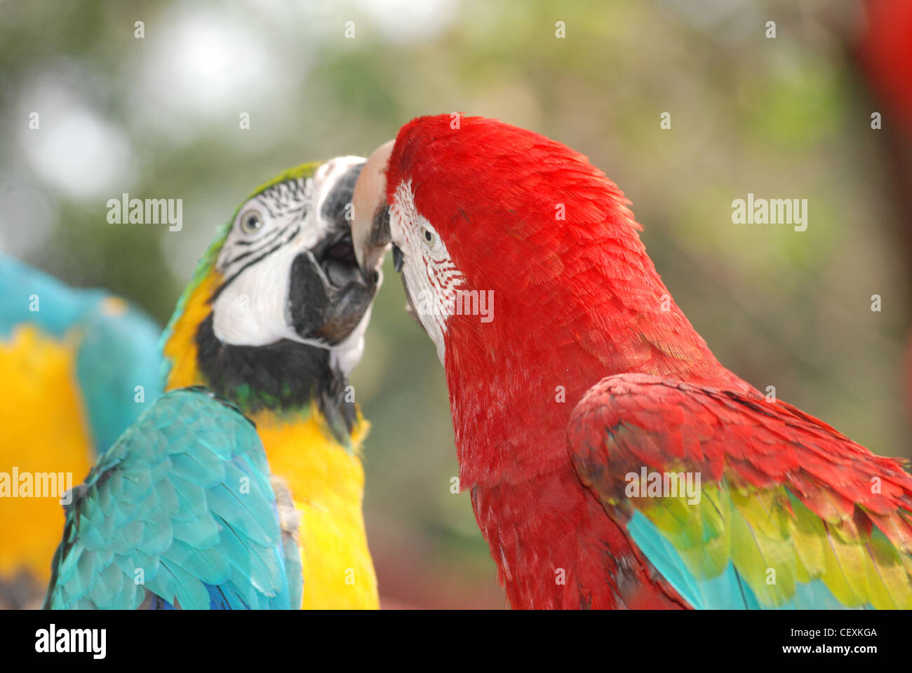 Bird Cloacal Kiss
