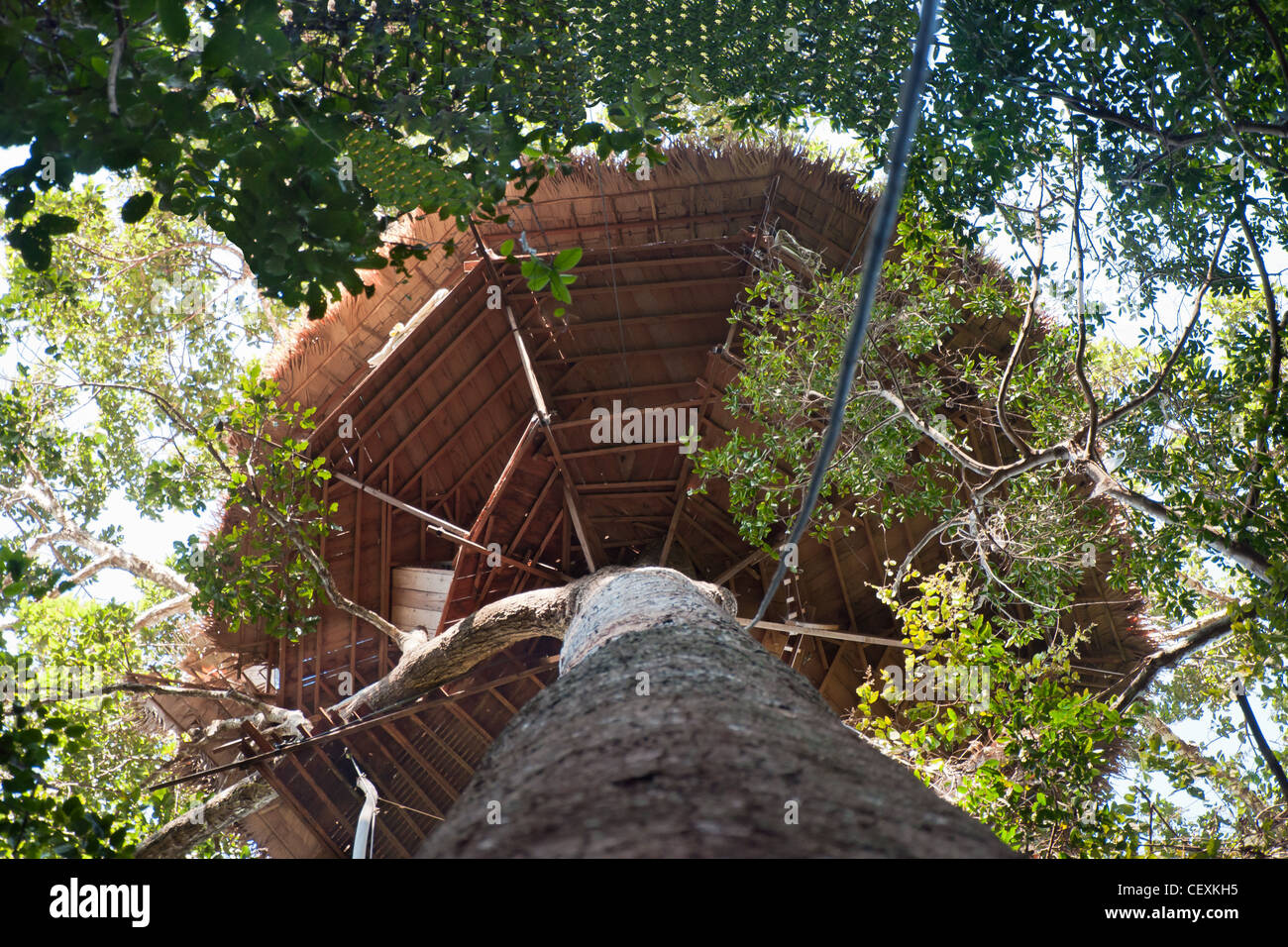 Original big tree hi-res stock photography and images - Alamy